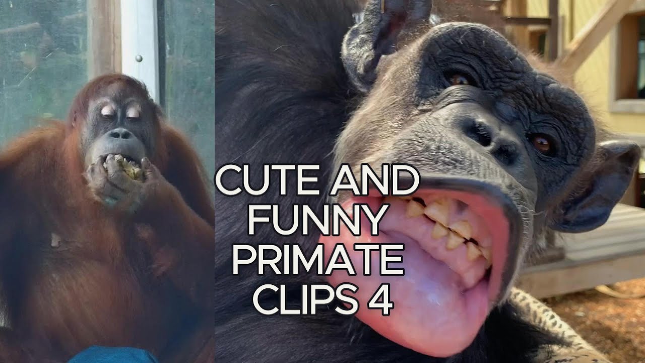 Cute and Funny Primate Clips 4 - YouTube