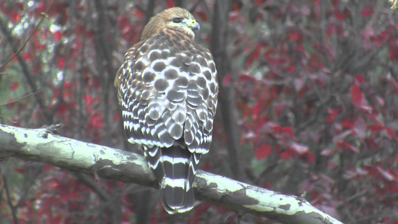 Red-Shouldered Hawk (back view) 5 sample clips V12153 - YouTube