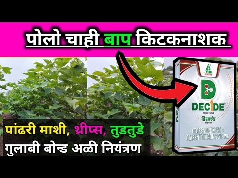 पोलो चाही बाप कीटकनाशक | सर्व रसशोषणाऱ्या किडिंचा बंदोबस्त | dhanuka ...