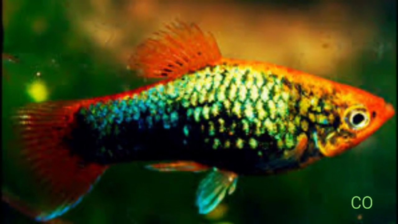 A REVIEW ON PLATTY FISH HD - YouTube