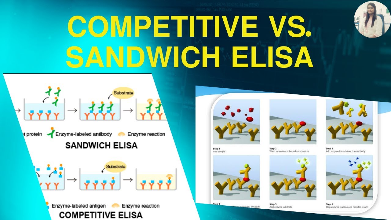 𝗖𝗢𝗠𝗣𝗘𝗧𝗜𝗧𝗜𝗩𝗘 𝗩𝗦. 𝗦𝗔𝗡𝗗𝗪𝗜𝗖𝗛 𝗘𝗟𝗜𝗦𝗔 - YouTube