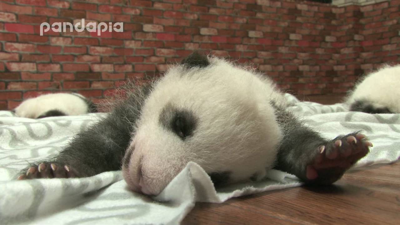 Panda baby stretches himself - YouTube
