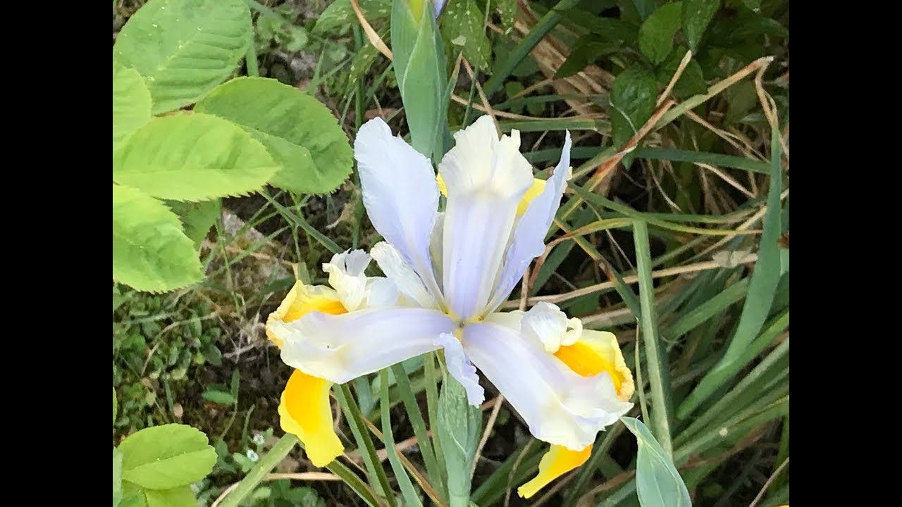 Iris de Hollande 'Iris hollandica Apollo' L'eau le rend plus beau ...