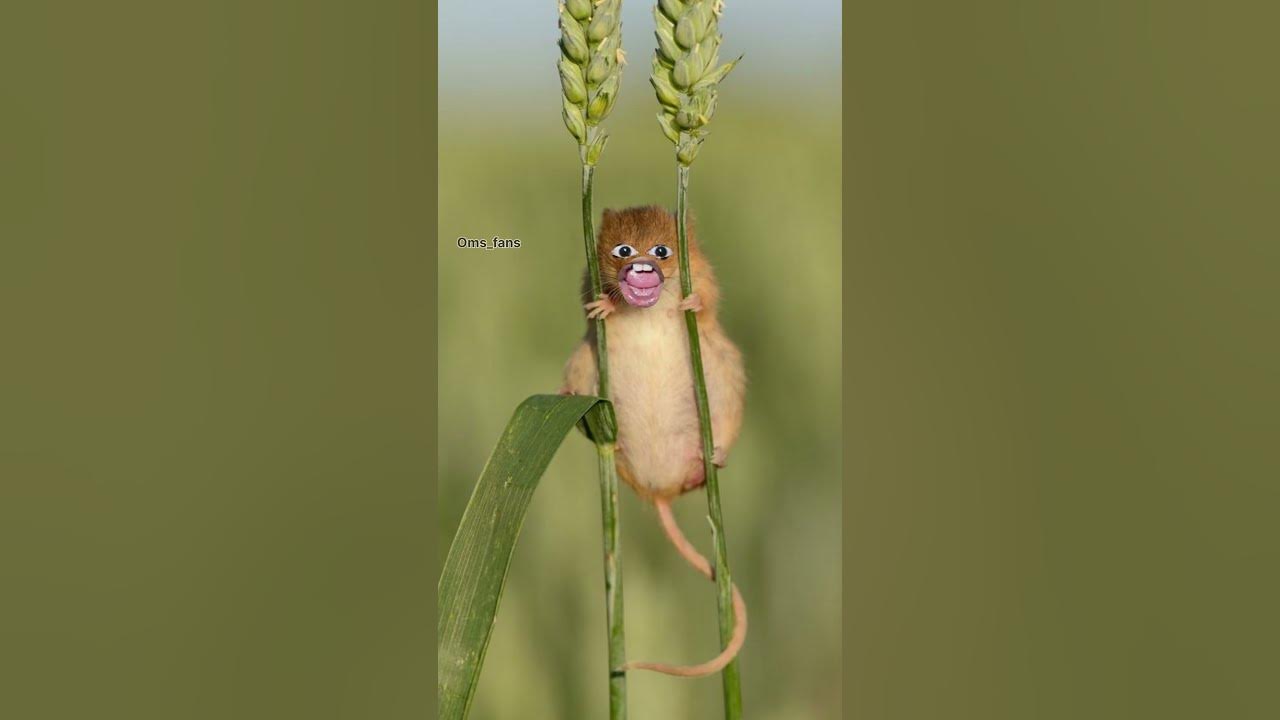 चूहा पर दबाओ 🐭 मुर्गा वस चूहा 😂 Funny Comedy Reels Funnyreels