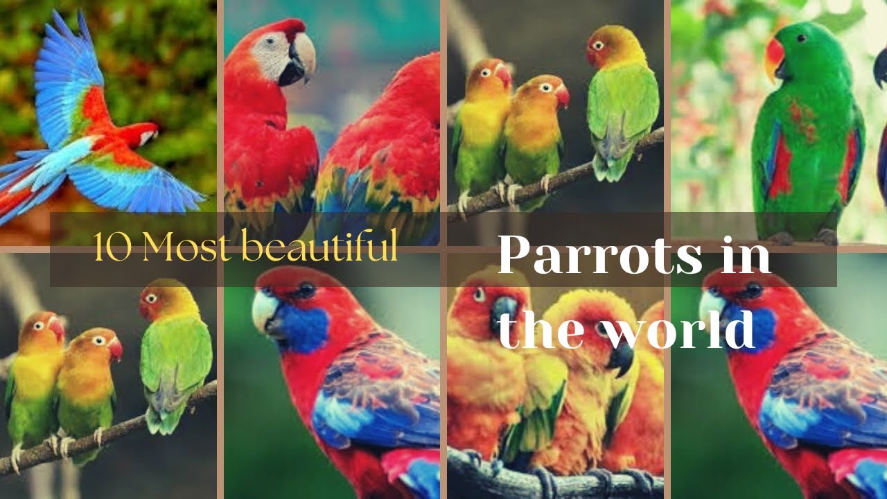 10 Most Beautiful Parrots in the world#asmr #wildlife #birds #nature ...