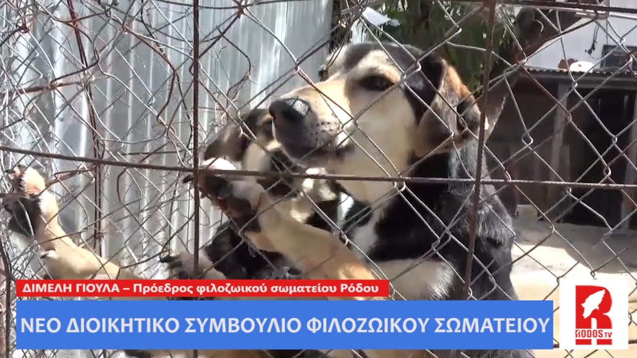 Νέο διοικητικό συμβούλιο για το φιλοζωικό σωματείο Ρόδου. - YouTube