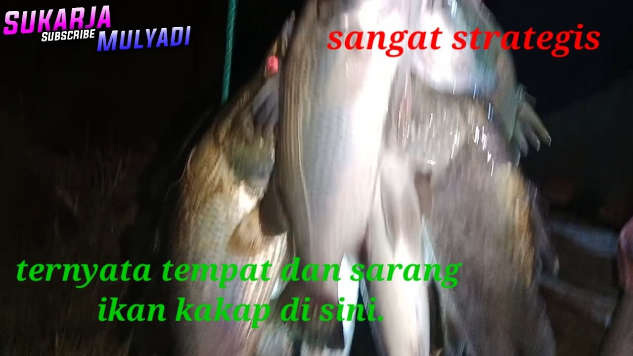 mancing ikan kakap di danau pulau cangkir sangat menegangkan. - YouTube
