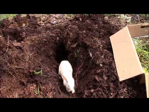 Zainab Rabbit has babies in her burrow