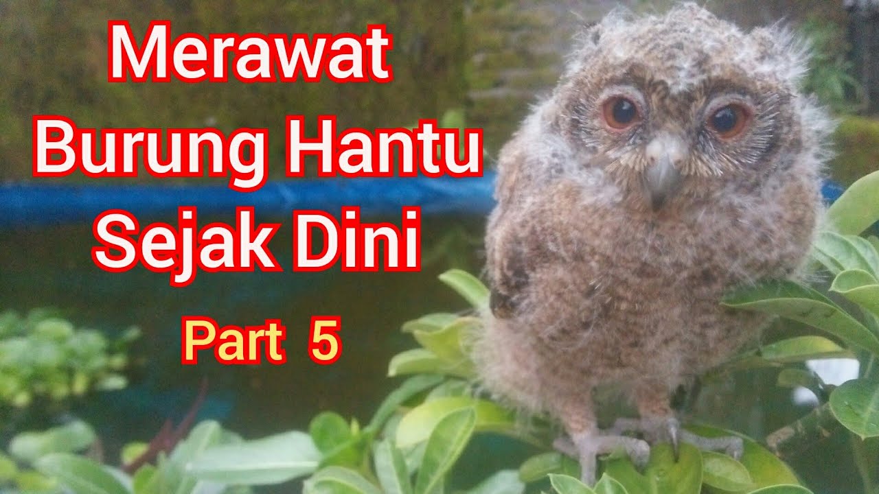 Merawat Burung Hantu Sejak Kecil Part 5 - YouTube