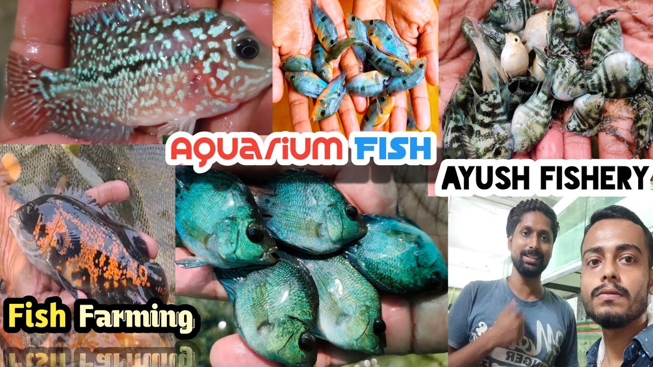 Indian Aquarium Fish farmer Ram parui | Ayush Fishery | Fish Farming ...
