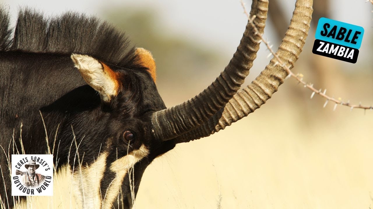 Heavy sable in Zambia - YouTube