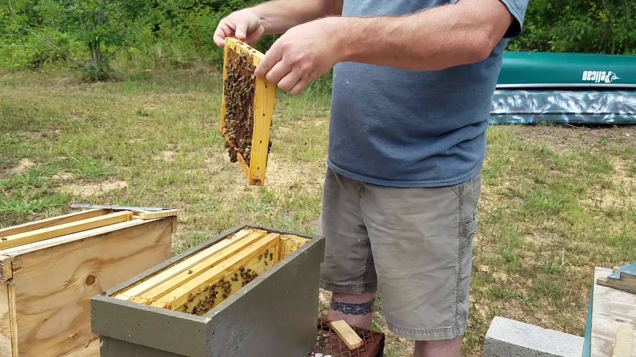 Honey bee hive inspections - YouTube