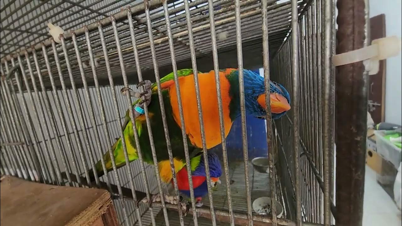 The happy family of the lorikeet bird - YouTube