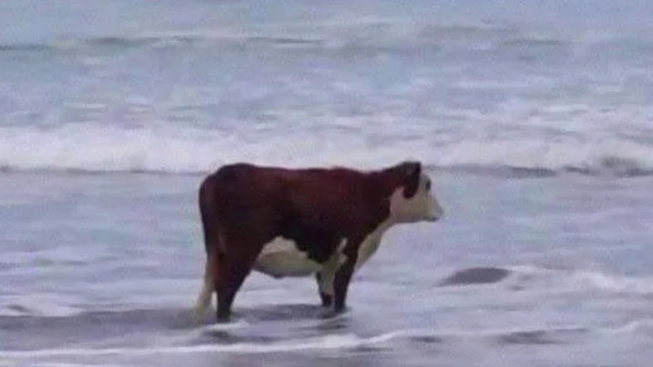 Depressed Cow - YouTube