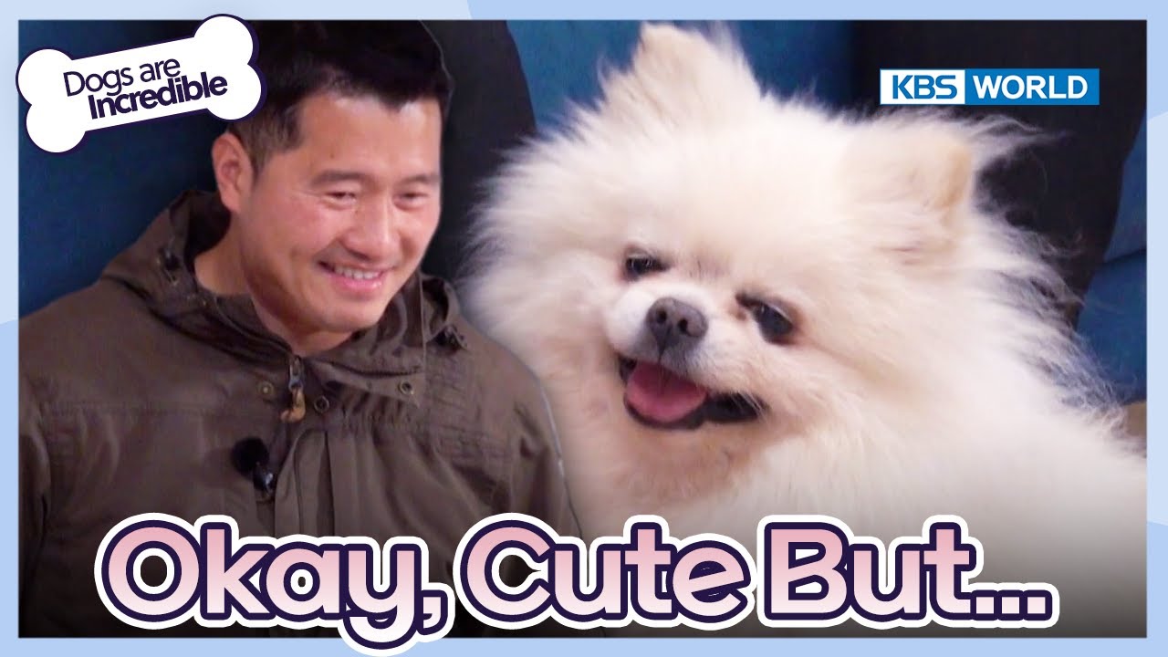 Okay, Cute But... [Dogs are incredible : EP.207-2] | KBS WORLD TV ...
