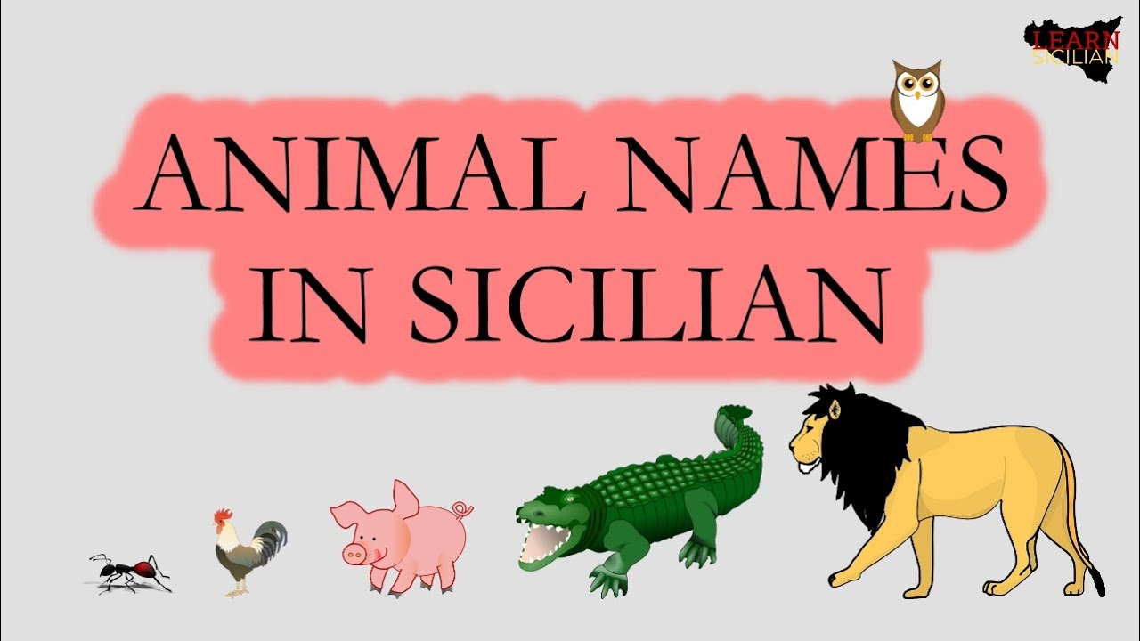 Learn Sicilian: Animals - YouTube
