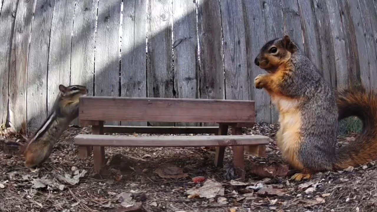 Video Varmints Weekly Recap: Volume 23 - YouTube