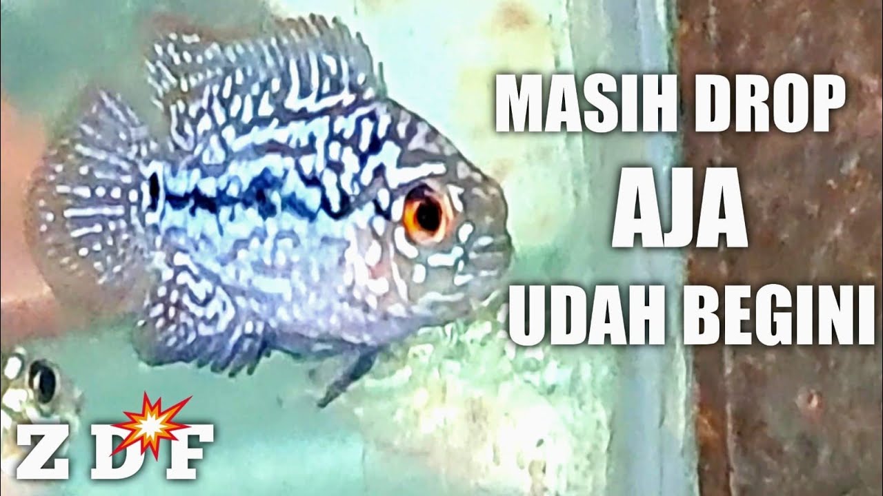 Ikan Baru Datang Burayak Louhan Kamfa F2 Ori Thailand Youtube