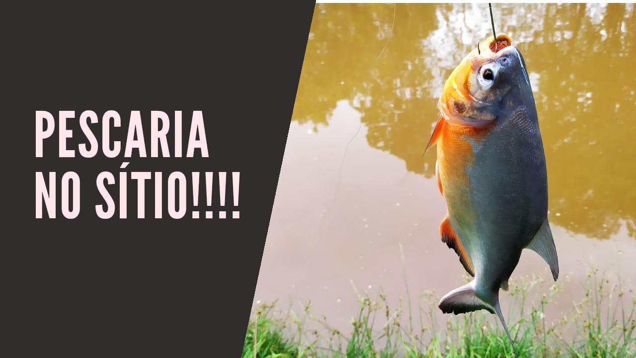 Como pescar Patinga no sítio!!!איך לתפוס דגים - YouTube