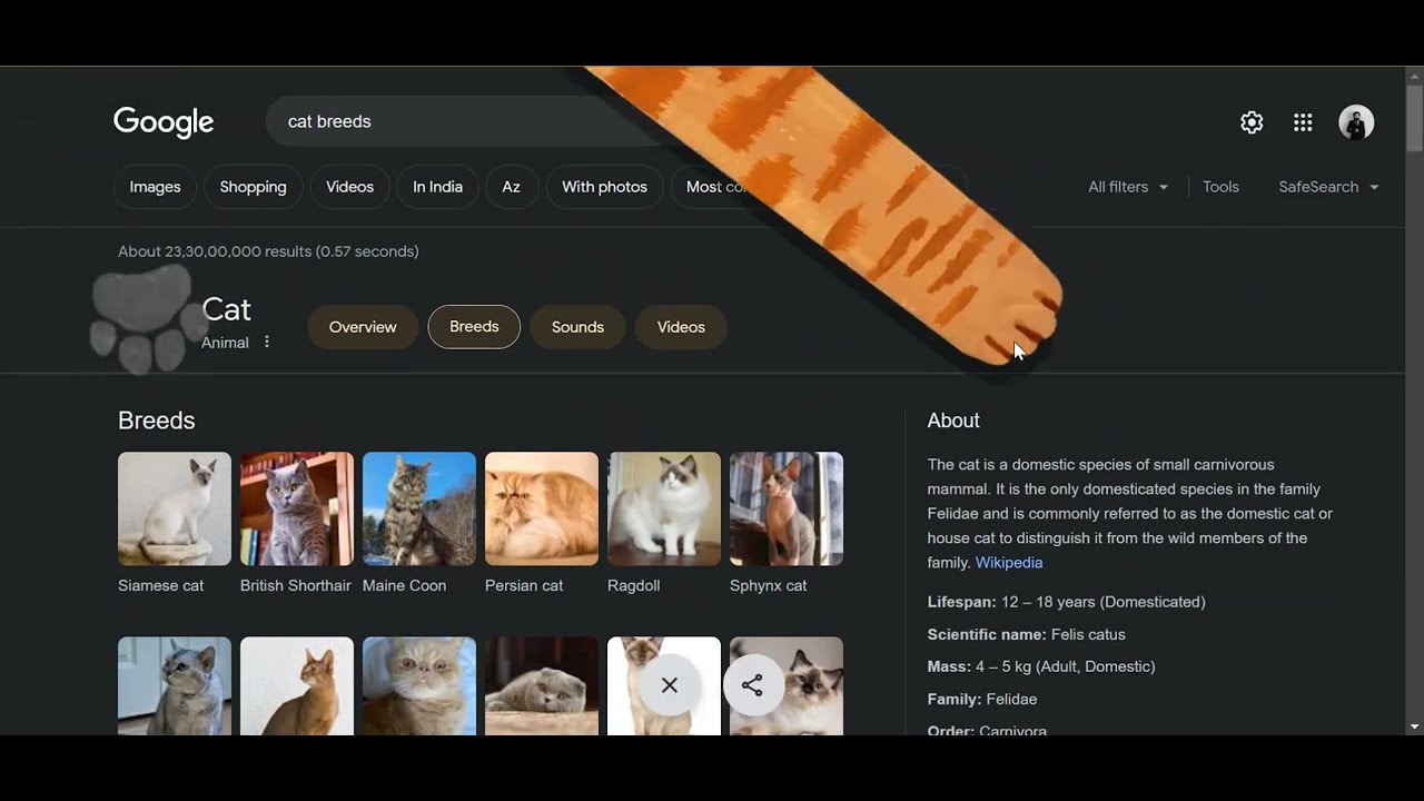 Cats on internet - Google chrome interesting trick hidden feature ...