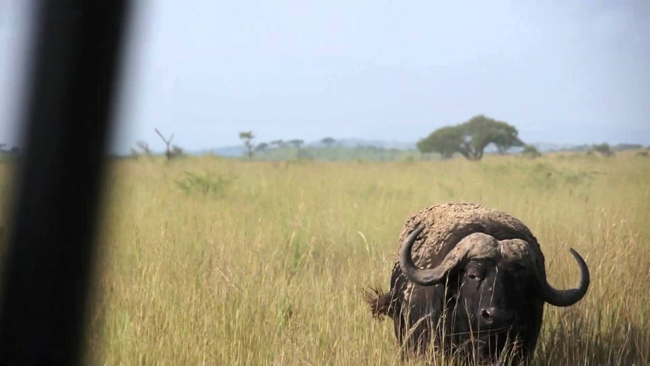 Escape from a charging African buffalo - YouTube
