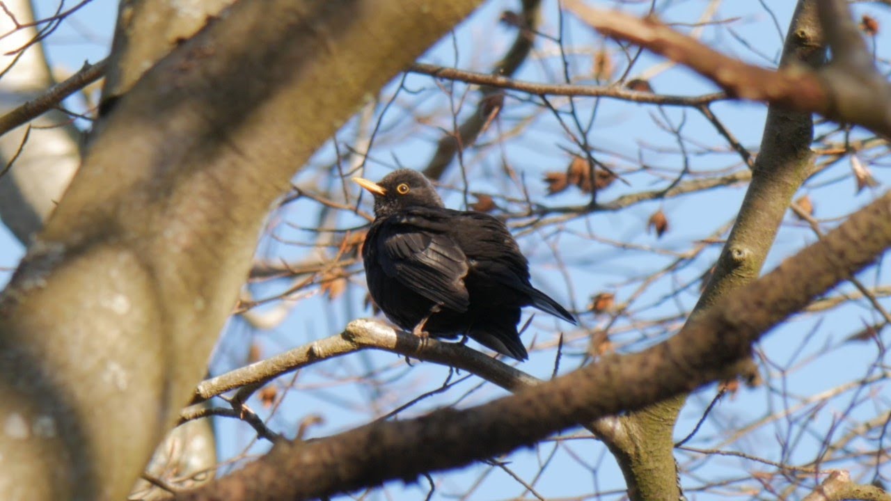 Early Spring - Raven, Crow, Blackbird, Woodpecker - 4K - YouTube
