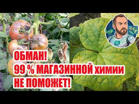 😱 ЭТО ШОК! 🍅 Правда о фитофторе и желтых листьях на огурцах! Лечение за 1 день! 🚫🥒