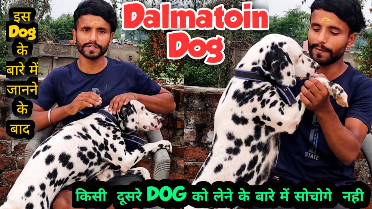 घर पर पालने के लिए सबसे बेस्ट puppy।।dalmatoin dog - YouTube