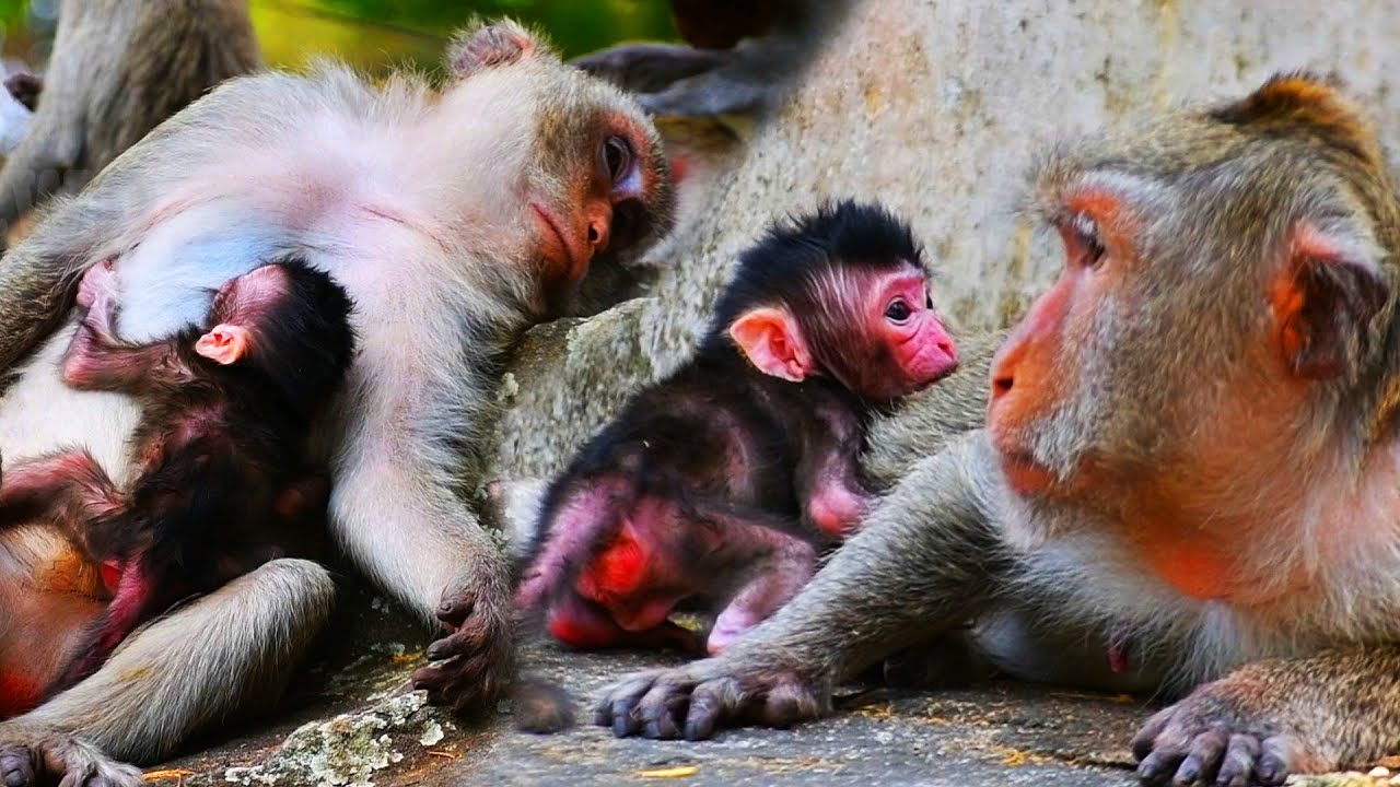 Mommy monkey BunBun does not seem to love newborns much. BiBi newborn ...