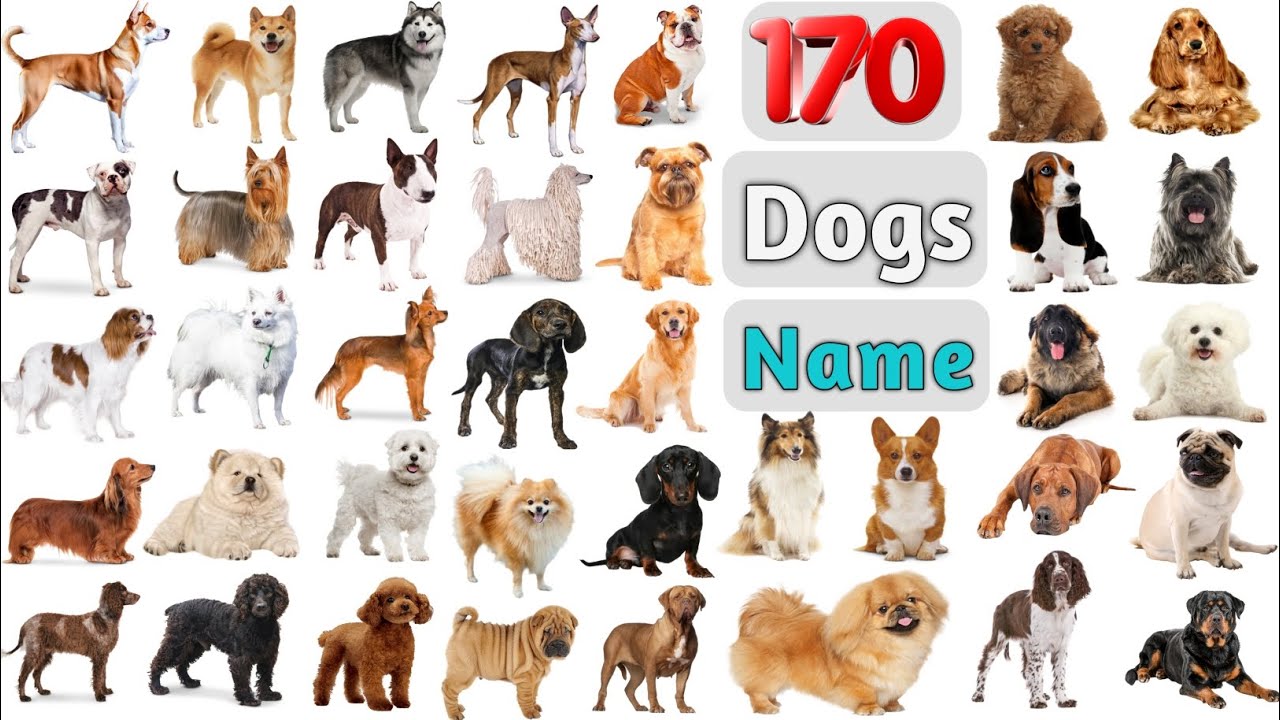 Dogs Name ll 170 Dog Breeds Name in English With Pictures ll Dogs ...