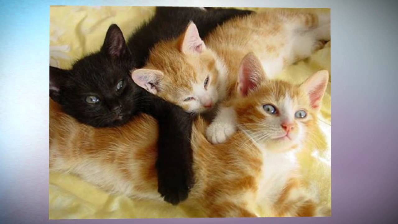 Petite Annonces classées Achat chat à vendre au Québec - YouTube