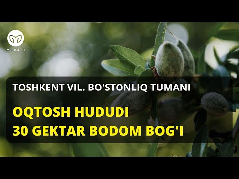 🌳 30 gektarli zamonaviy bodom yetishtirish fabrikasi. Toshkent viloyati, Oqtosh hududi.
