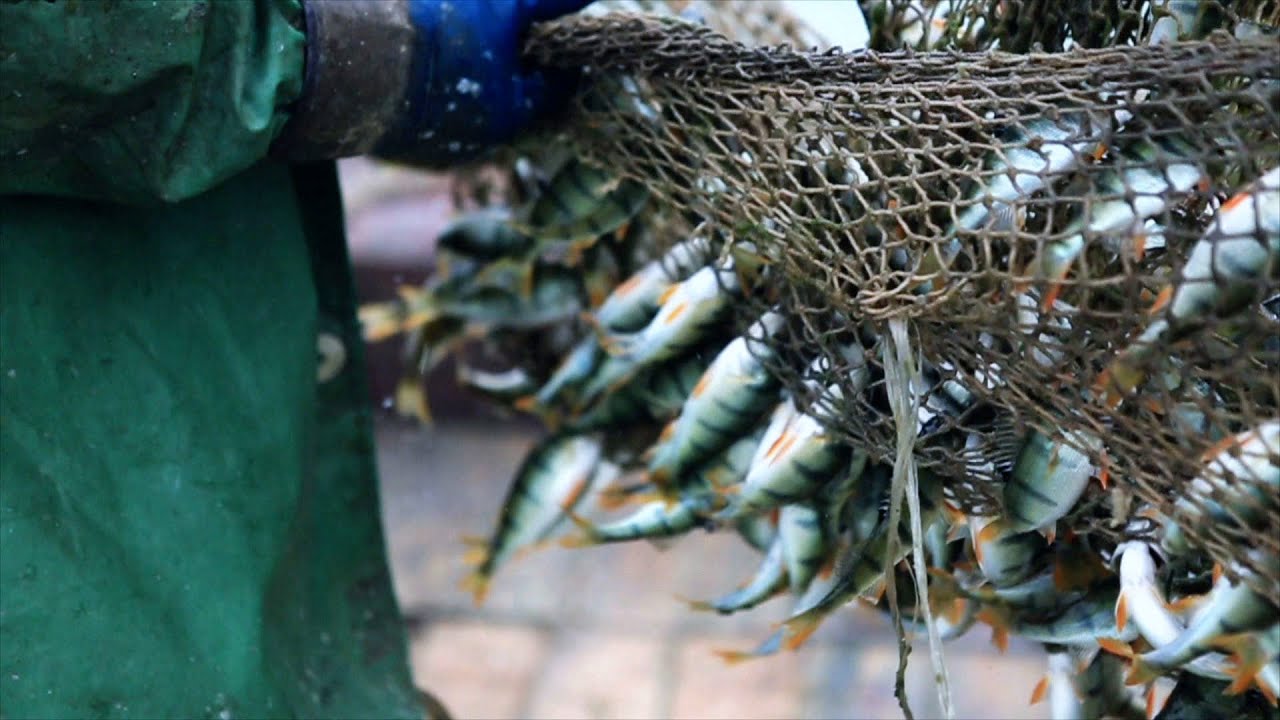 Fish Farm of the Future Goes Vegetarian to Save Seafood - YouTube