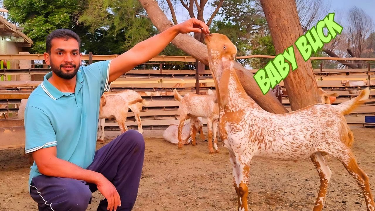 Kia Yee Baby Breeder Bn Sakta Hyyy 🤔 - YouTube