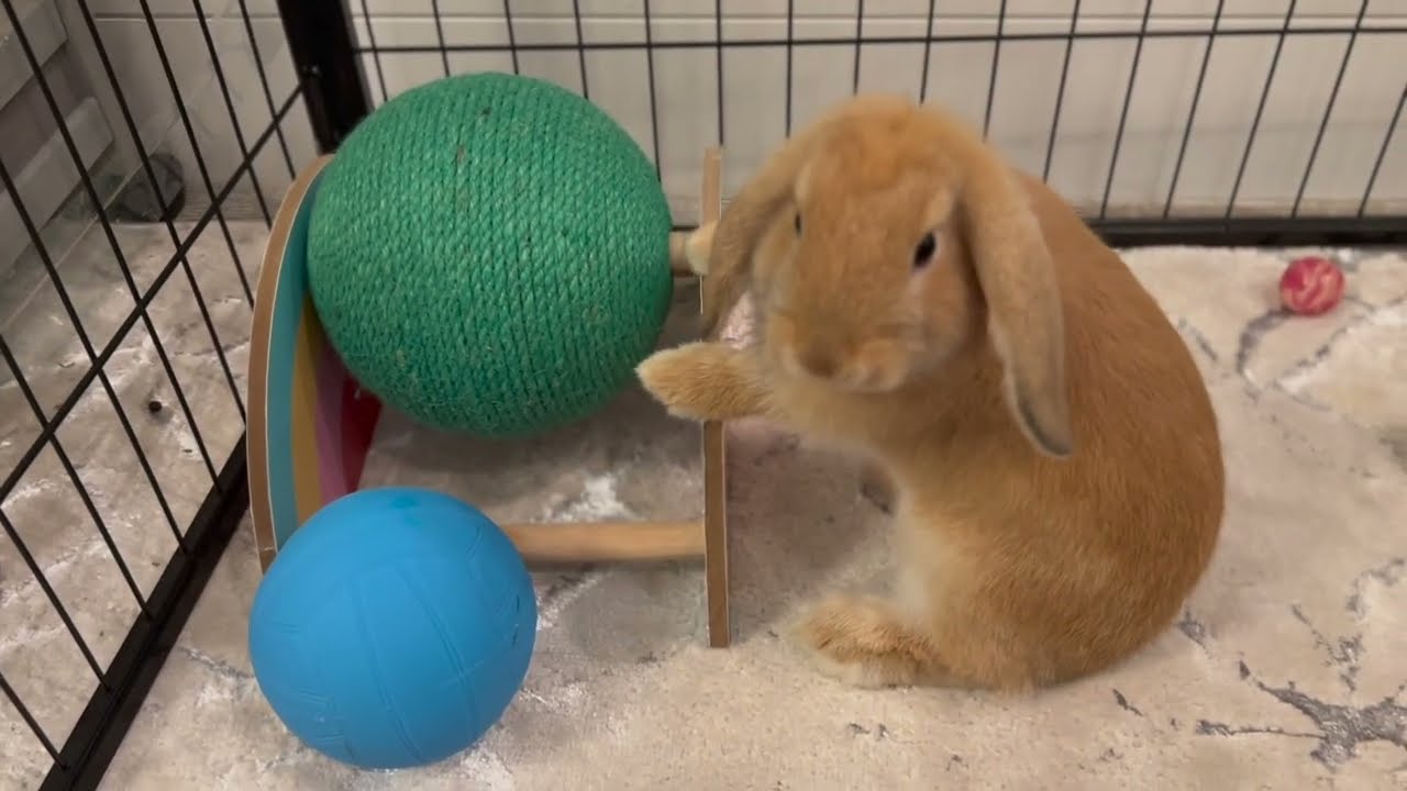 Big baby bunny HuanHuan rolls the toy balls during play time. - YouTube