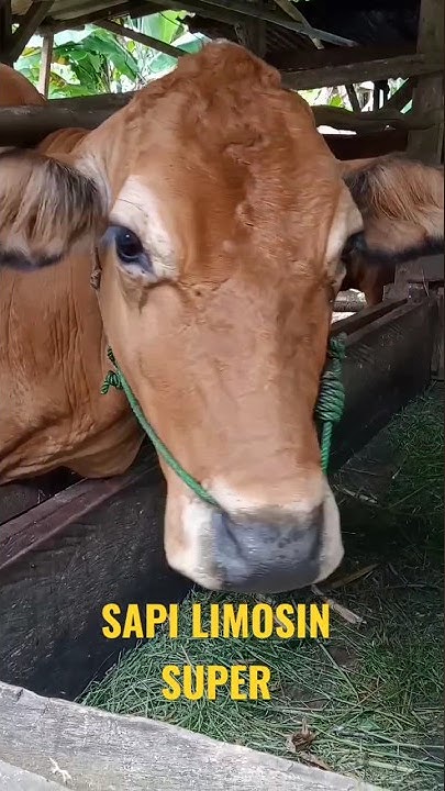 TERNAK SAPI LIMOSIN #viral #youtubeshorts #coment #peternakan #sapilucu - YouTube