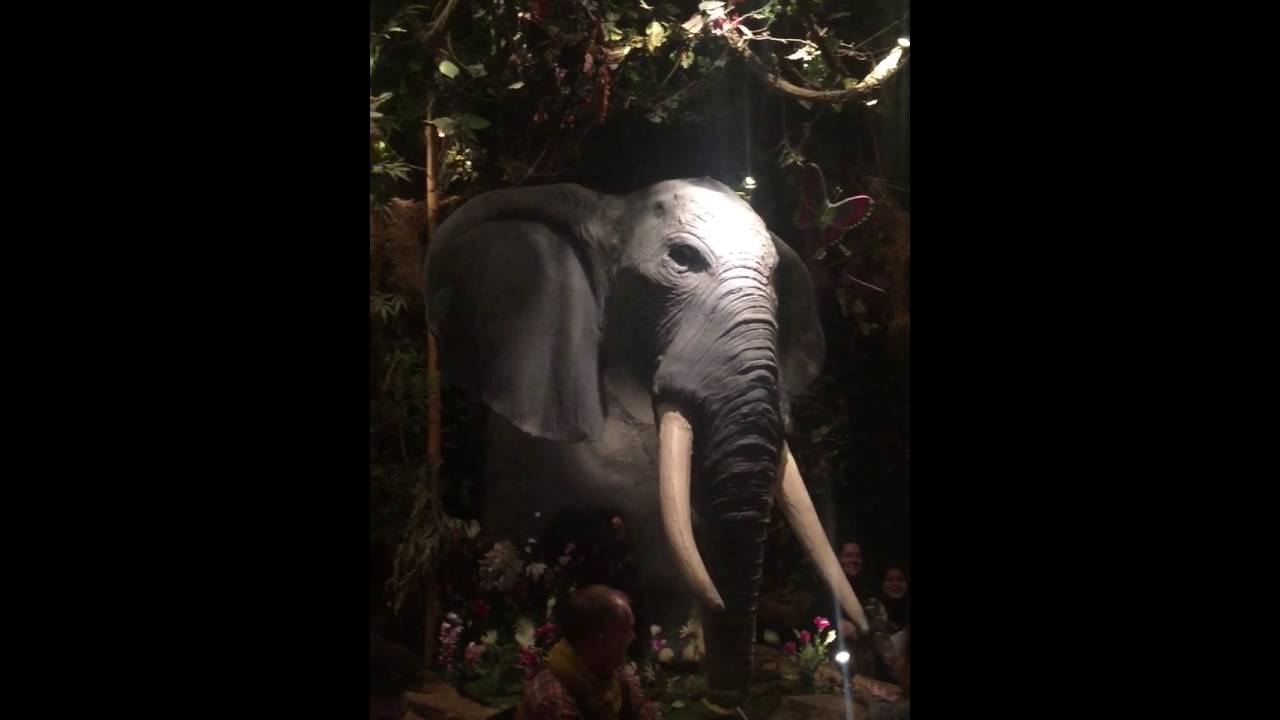 Rainforest Cafe Elephant - YouTube
