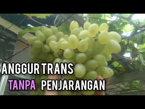Anggur trans tanpa penjarangan@Kebonanggurrumahan - YouTube