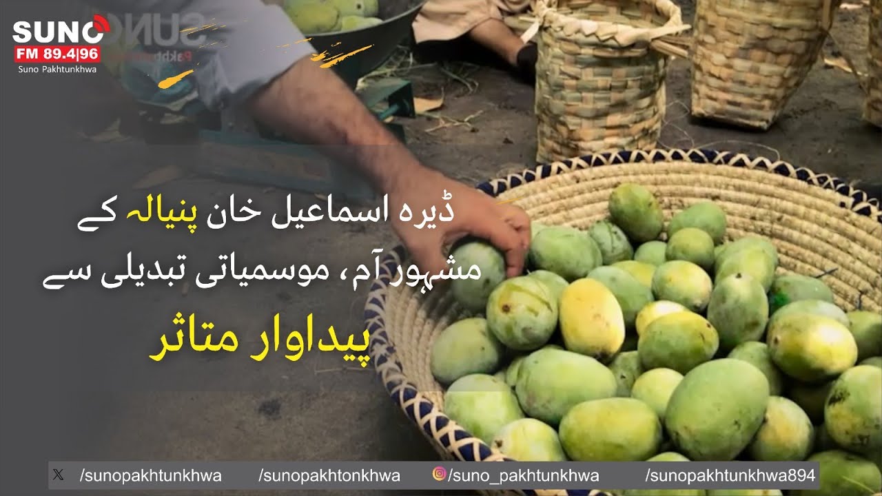 Famous Paniyala Mangoes of Dera Ismail Khan: Climate Change Impact on ...