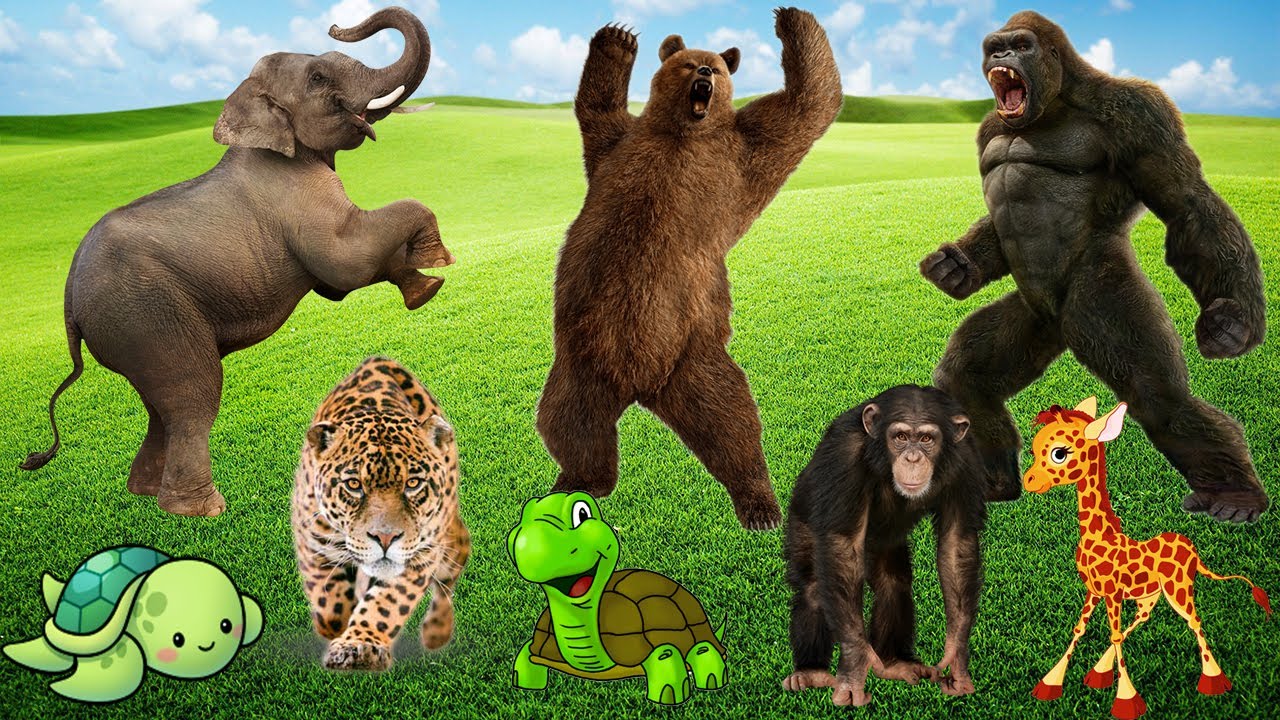 Funny Animals Moments Elephants, Giraffe, Bear, Sheep, Turtle, Gorilla ...
