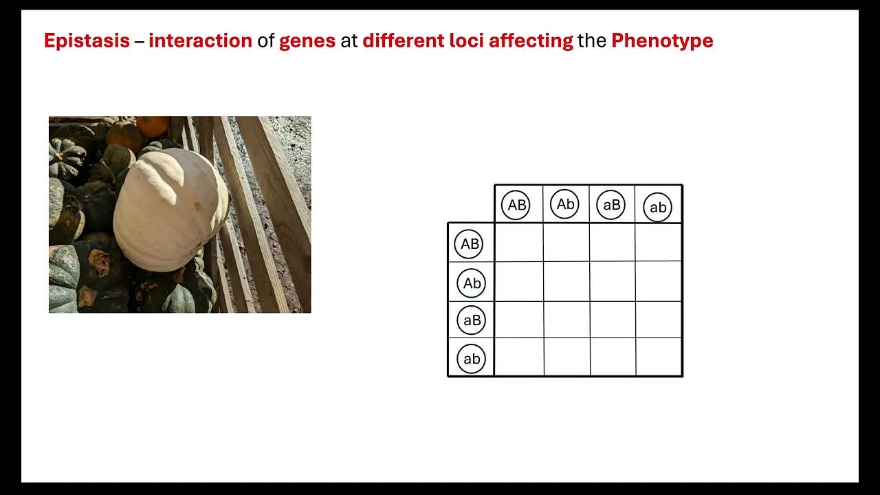 Epistasis OCR A A-Level Biology Revision 6.1.2 Patterns of inheritance ...