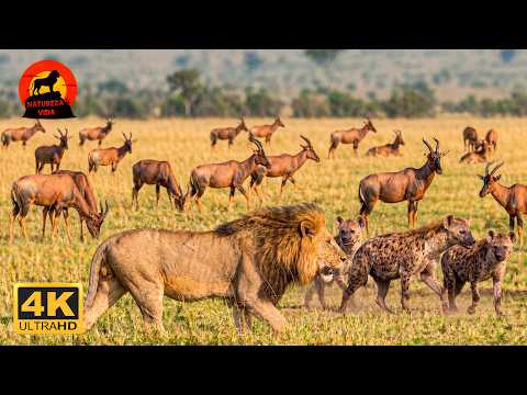 SAVANA SELVAGEM | Luta pela Sobrevivência de Leões e Hienas #animaisselvagens | Natureza Vida