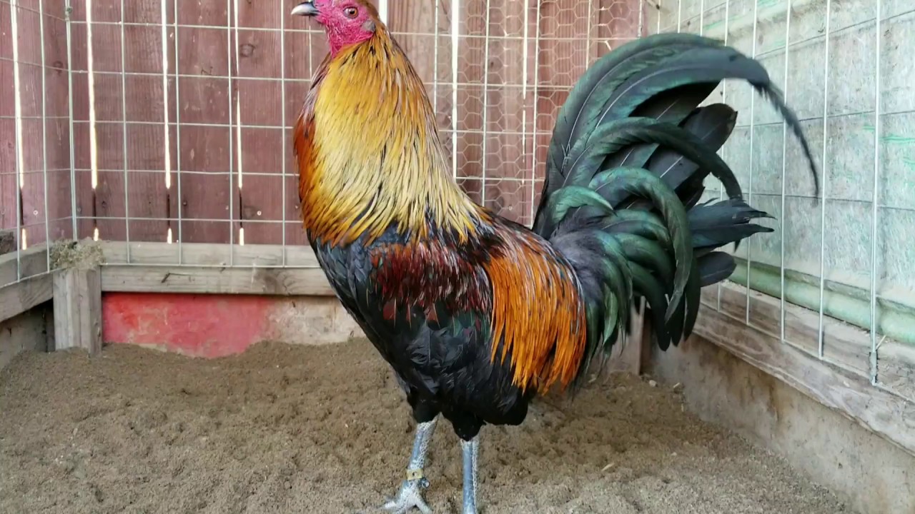 Black McRae Gamefowl Brood Pen Lemon Side - Gallos Finos - Roosters ...