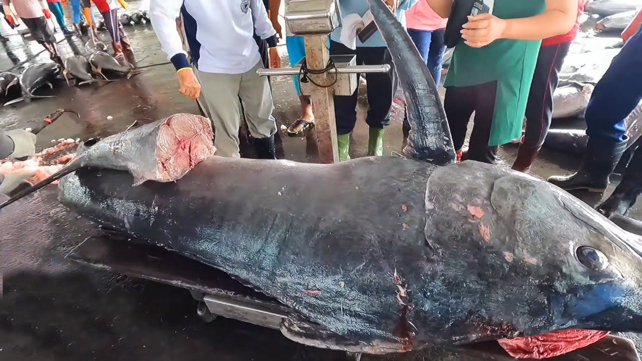 900LB Giant Marlin Cut with INSANE Precision for Sashimi – Must Watch ...
