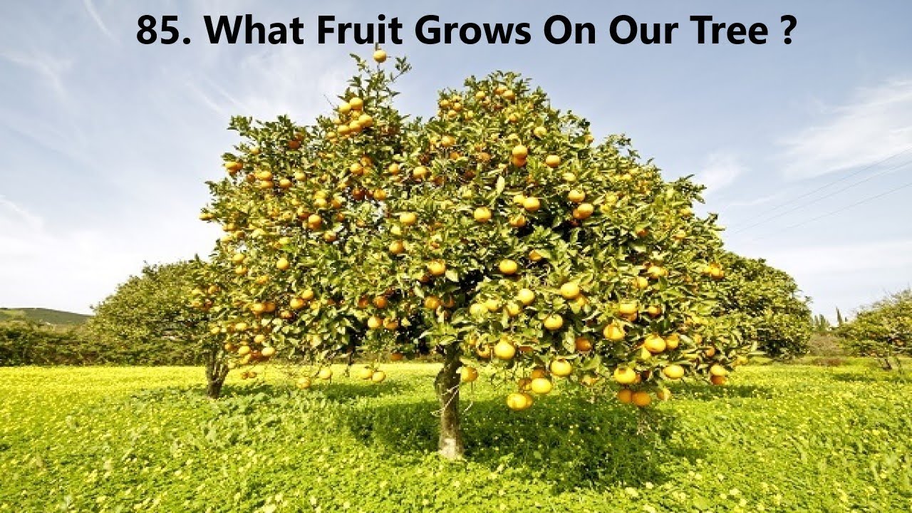 85. What Fruit Grows On Our Tree ? - YouTube