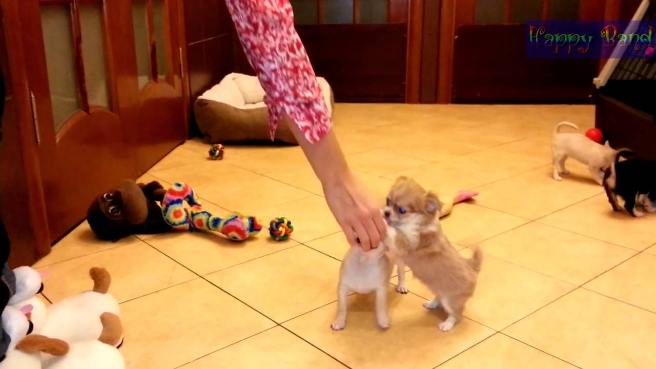 Chihuahua puppies having fun - YouTube