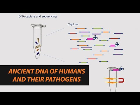 Anne Stone: Ancient DNA of Humans and Their Pathogens - YouTube