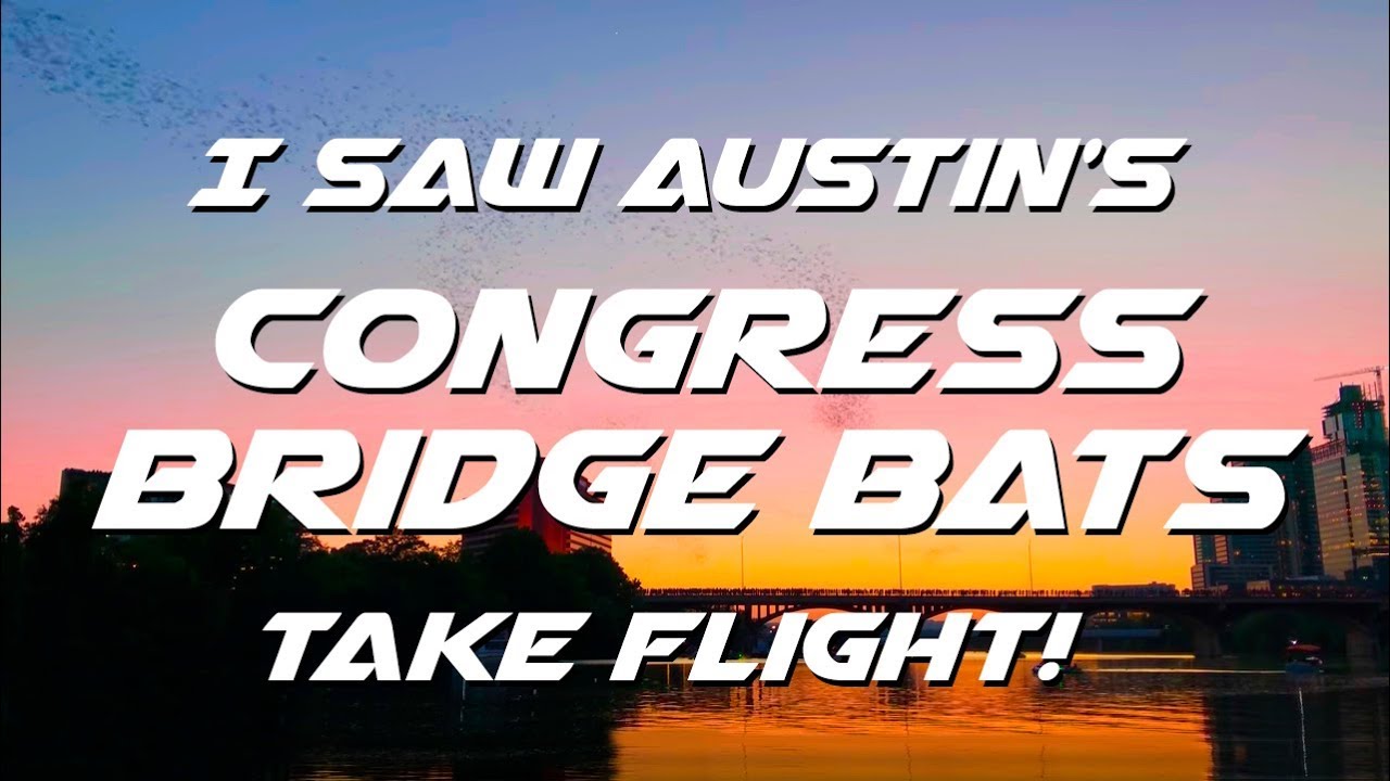 I Saw Austin's Congress Bridge Bats Take Flight!!! - 4K Video! Austin ...