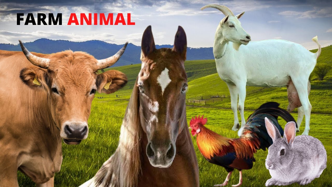 Real Farm Animals Videos - Farm Animals That Make Noise - Learn Farm ...