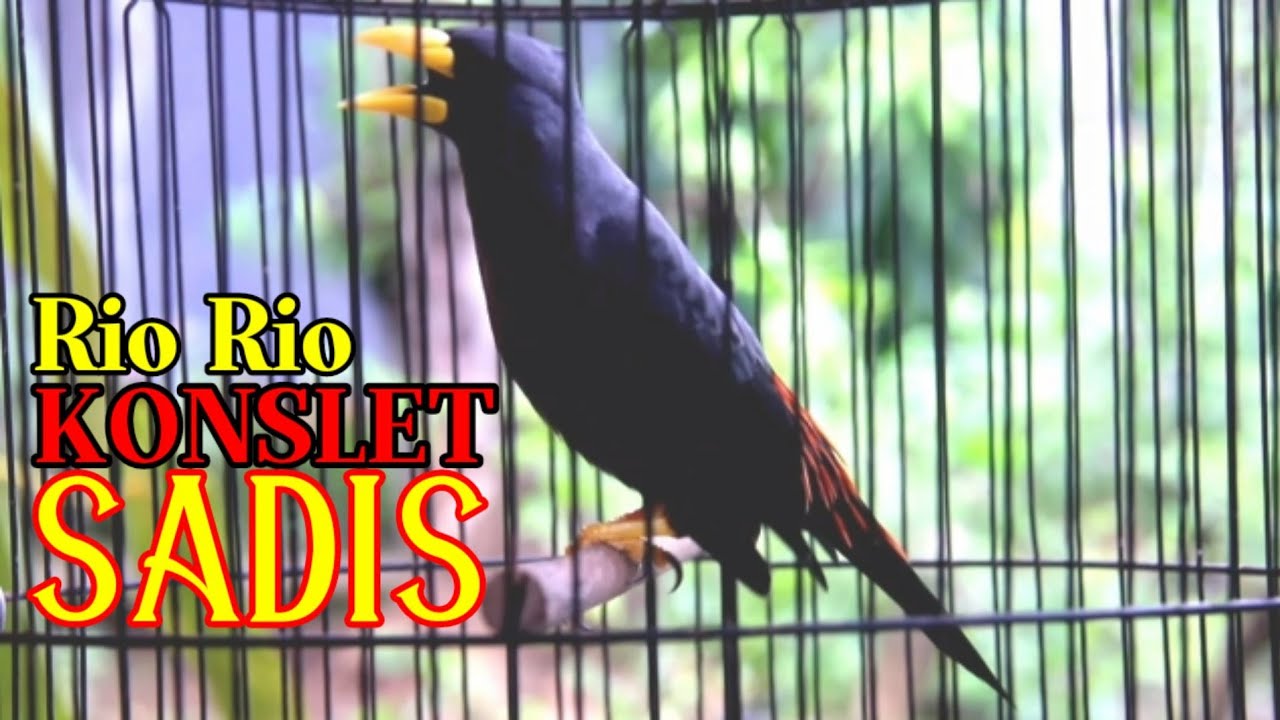 🔴Jalak rio rio full KONSLET ngerik ngerik nembak ‼ - YouTube